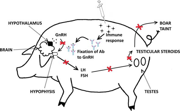 Lab 4 Castration Final 1